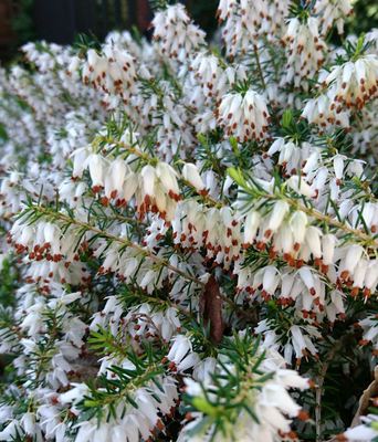 3 PACK (9cm Pots) Heather Erica Carnea Springwood White Winter heath ...
