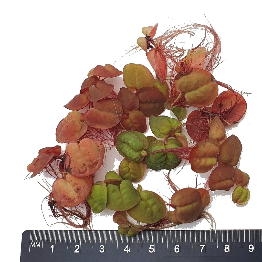 Red Root Floater Phyllanthus Fluitans Live Floating Aquarium Plants | eBay