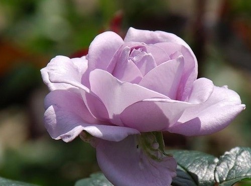 Floribunda Rose 'Blue Bajou' - 5 fresh cuttings- rare and unusual | eBay