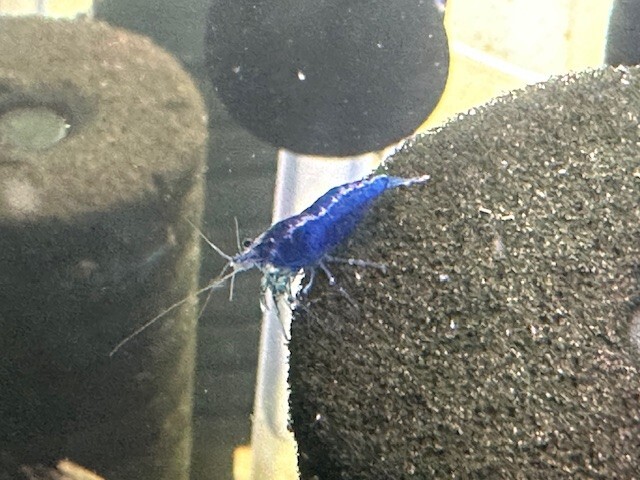 24 Ocean Blue aka Blue Diamond Neocaridina Aquarium Shrimp FREE ...