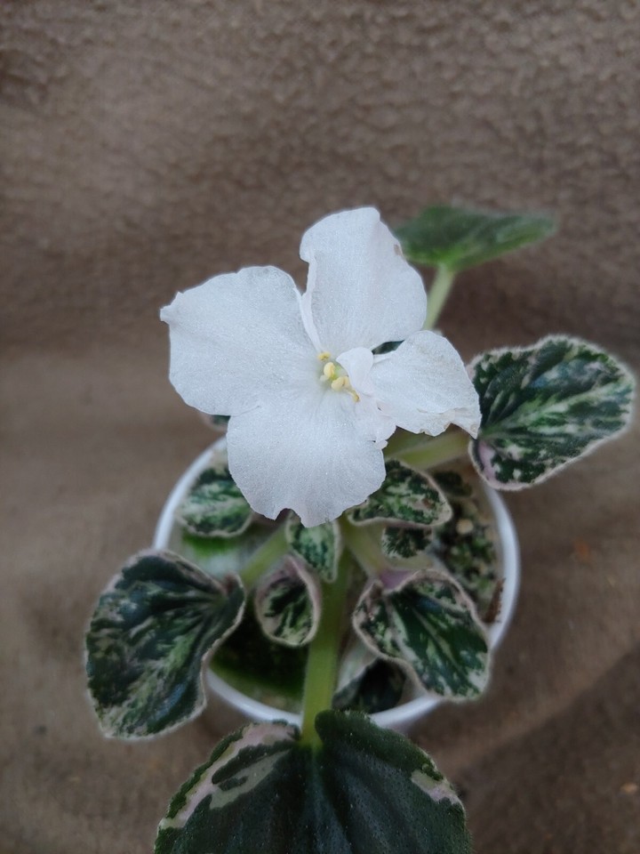 African Violet Plant -- OS-Dushy Sijanje ~ mosaic variegated Clackamas ...