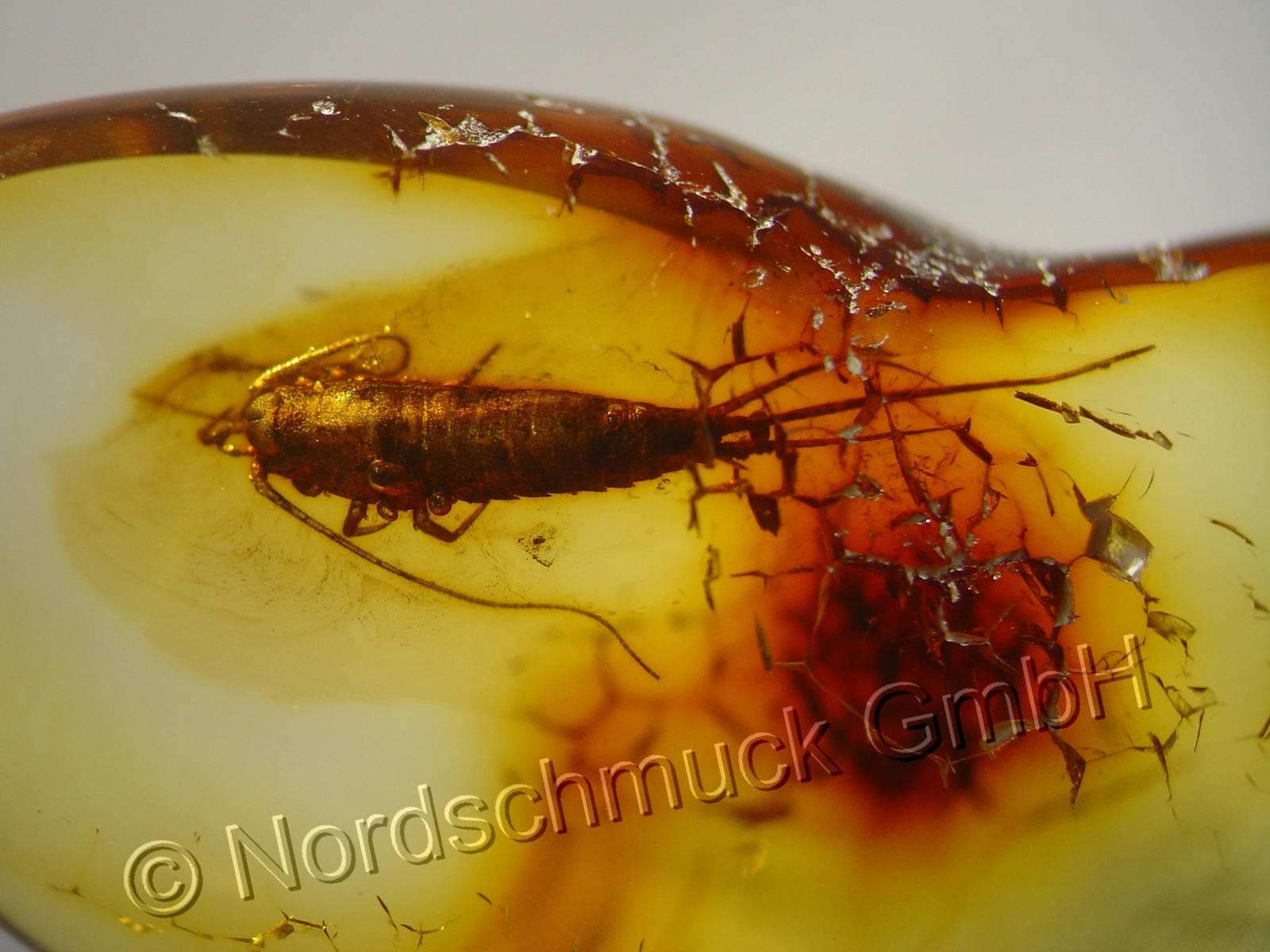 Natur Bernstein Inkluse Inklusen Einschluss Insekt, Felsenspringer ca ...