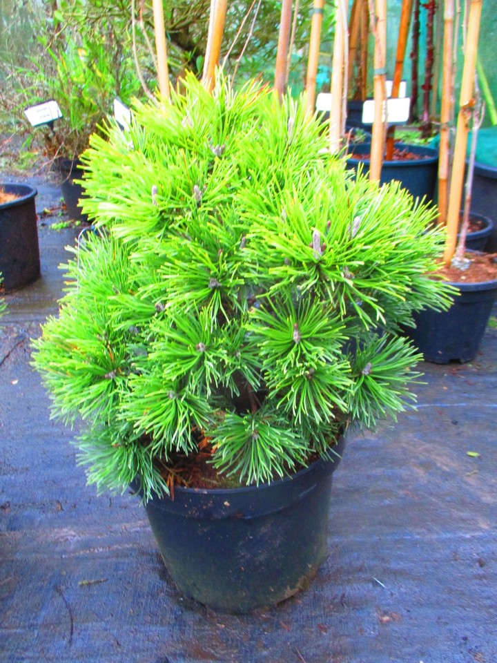 18inch-22inch (inc. pot) Evergreen Hardy Dwarf Moutain Pine Pinus mugo ...