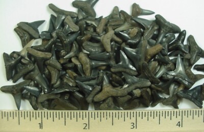 100 - Fossilized "Full" Lemon Shark Teeth from South Florida | eBay