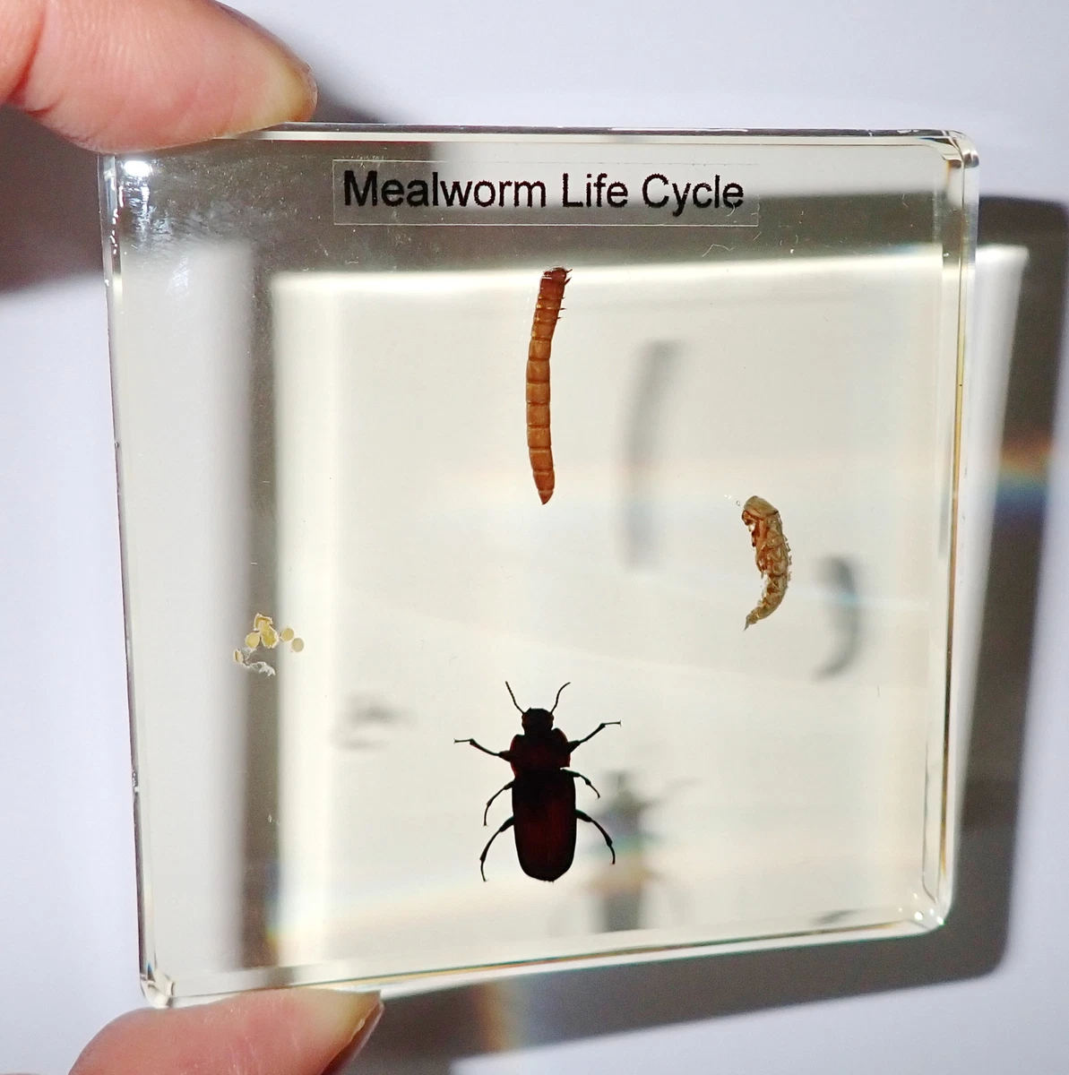 Mealworm Beetle Life Cycle