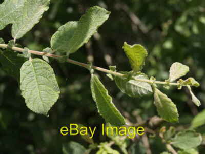 Photo 6x4 Eared sallow on Hollow Moor Odham Salix aurita is probably ...