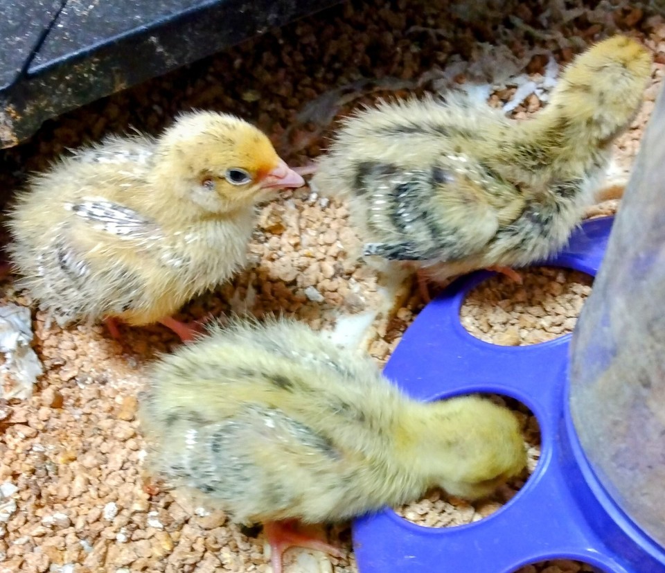 Quail Coturnix- 12 + Rarer Pearl Quail Hatching Eggs | eBay
