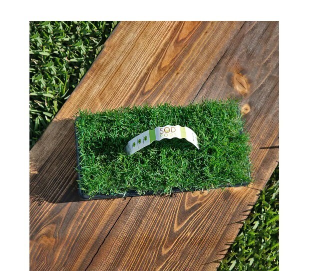 Sod Pods Bermuda Grass Plugs (32-Count) Natural, Affordable Lawn ...
