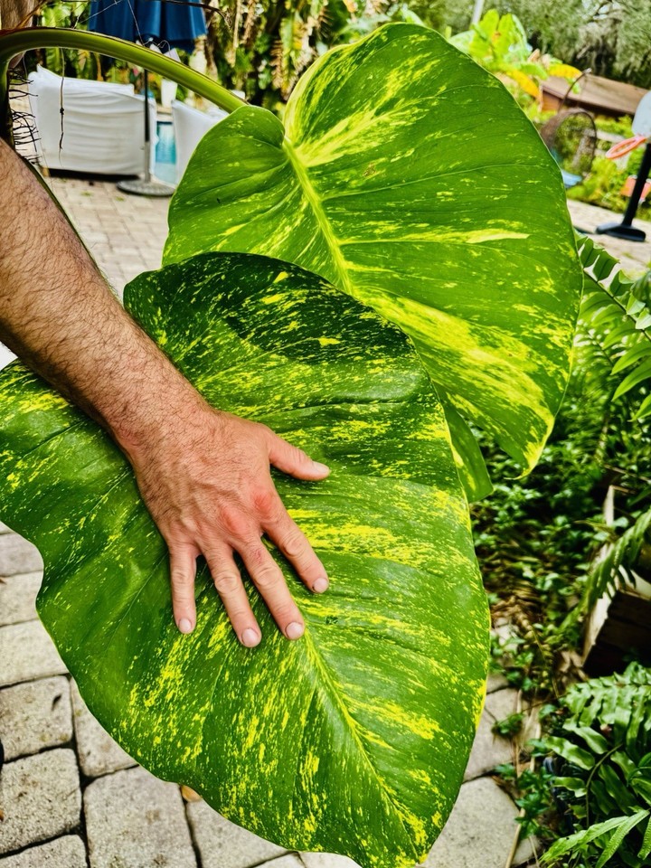 Golden Aurea Pothos Giant | eBay