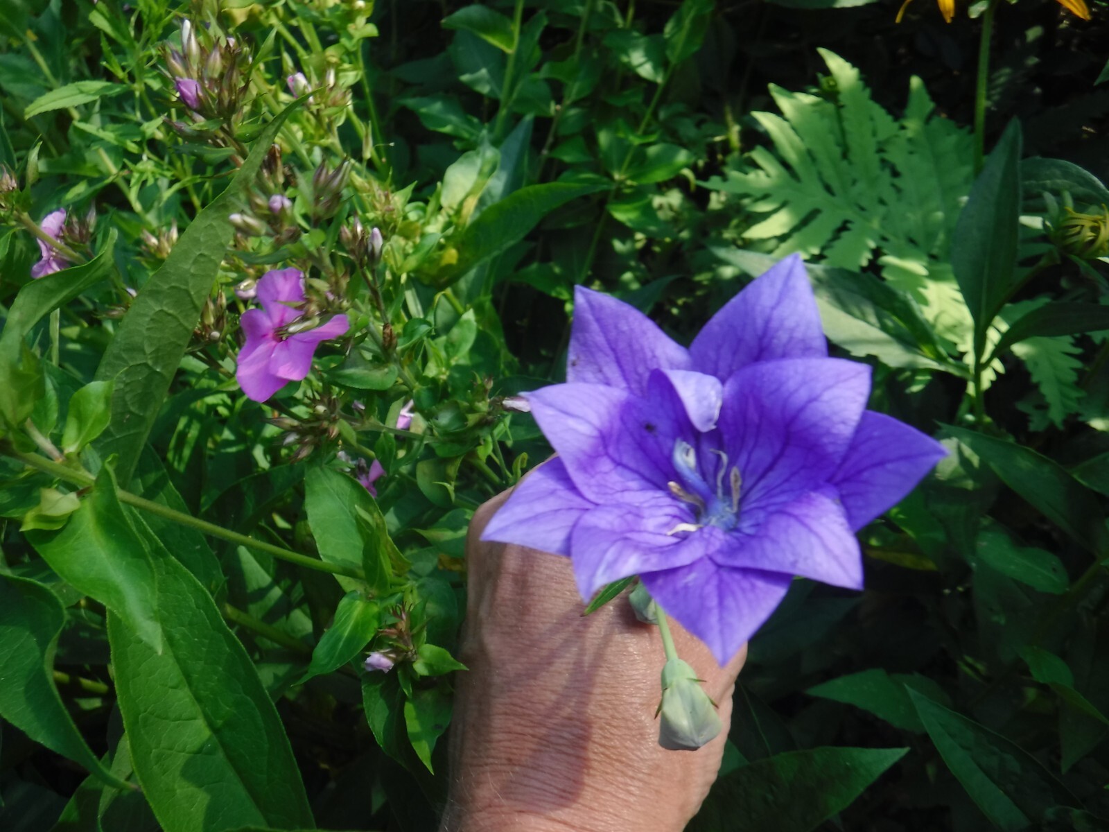 Platycodon grandiflorus, Balloon flower mix 35+ perennial seed | eBay