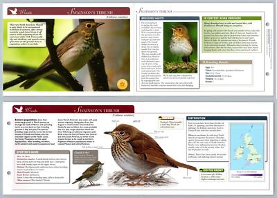 Swainson's Thrush - Woods - Birds Of Britain Atlas Editions Fold Out ...