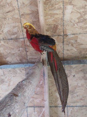 Poultry - Pheasant Hatching Eggs