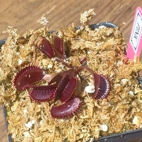 Venus Flytrap PINK Large Carnivorous Plant | eBay
