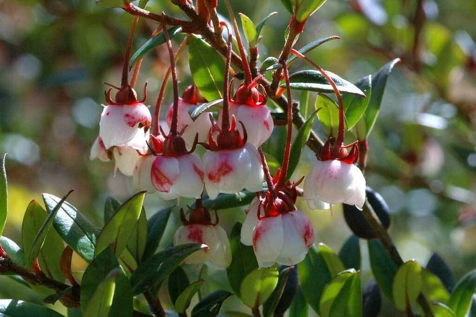 Ugni molinae | Chilean Guava | Strawberry Myrtle | 10_Seeds | eBay