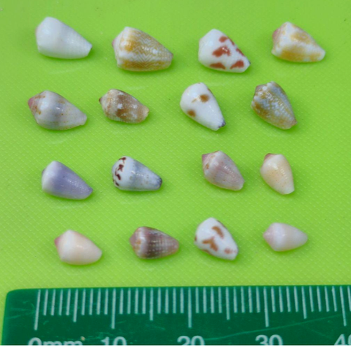 Cone Shell japanese sea Shells of Okinawa very very small super rare | eBay