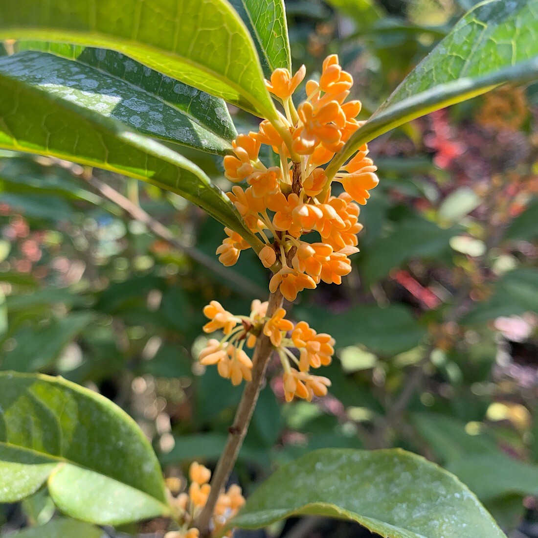 APRICOT ECHO Fragrant Tea Sweet Olive Osmanthus fragrans~~Rooted ...