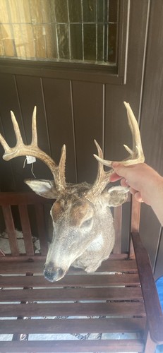 Whitetail 10 Point Buck Deer shoulder mount | eBay