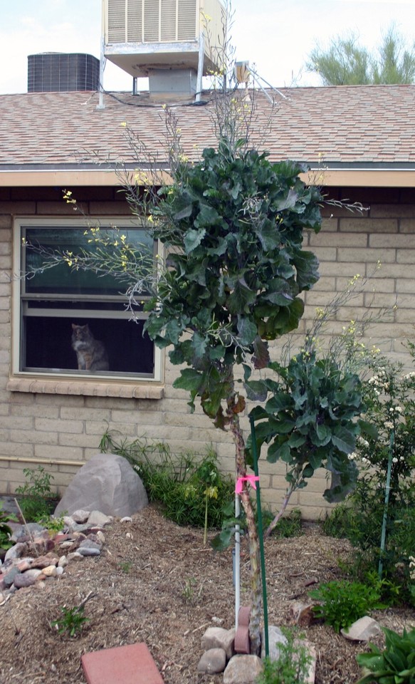 Purple Tree Collard Seeds - 15/50/100 seeds - Organic Kale Collards ...