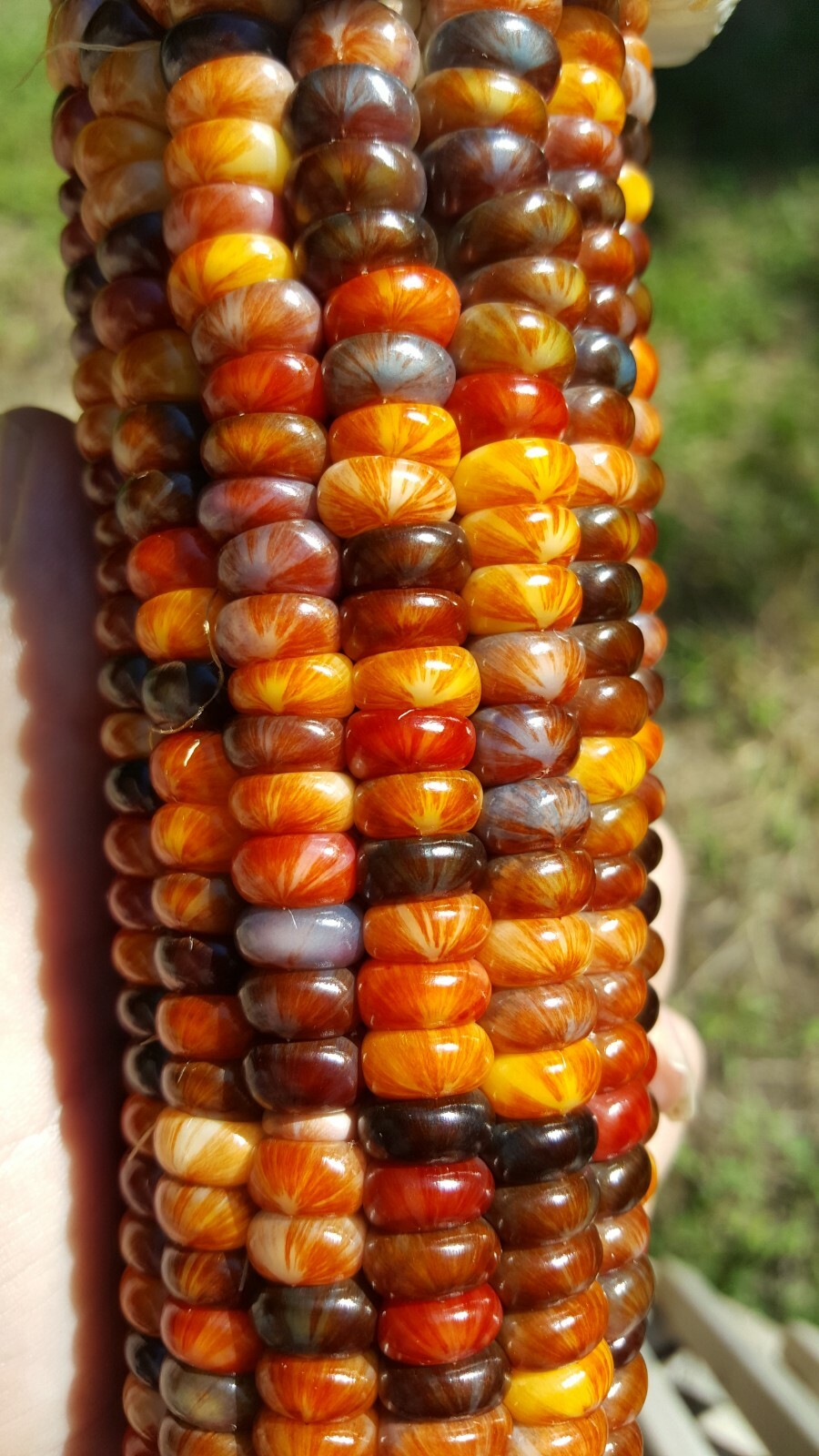 Rare Giant Indian Corn Seeds X50!Colorful Massive Ears,Ornamental!Easy ...
