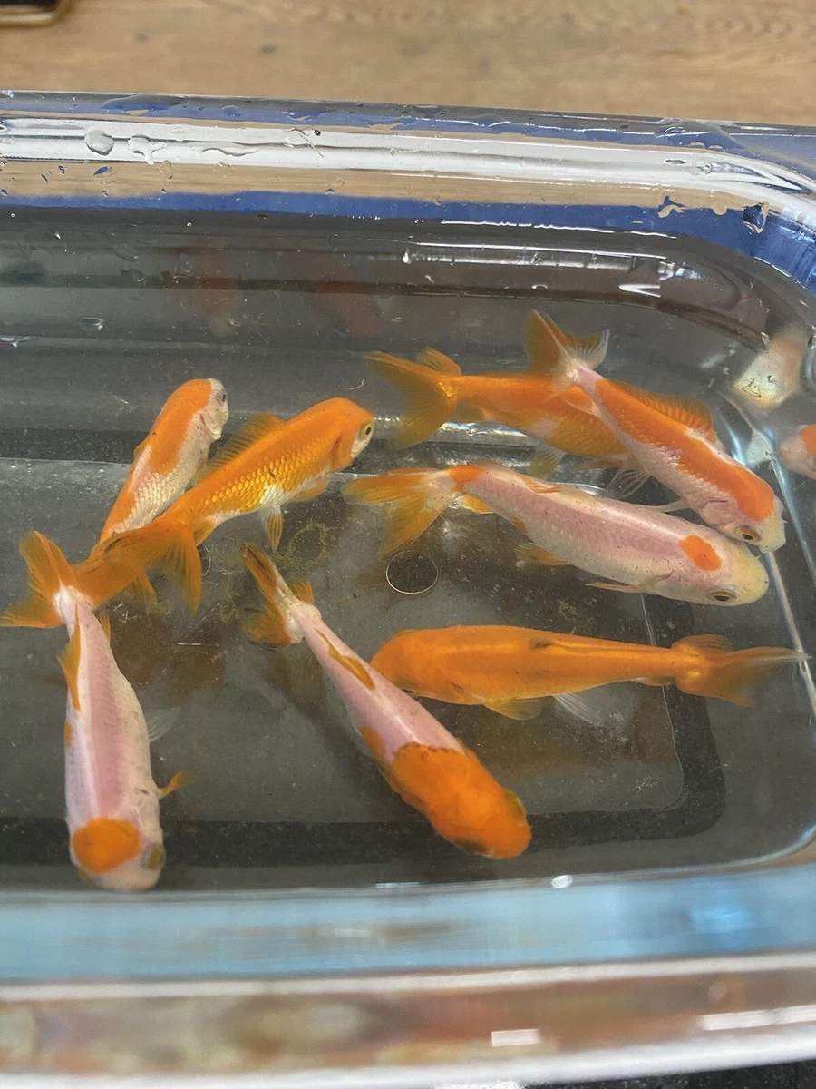 Wakin Goldfish
