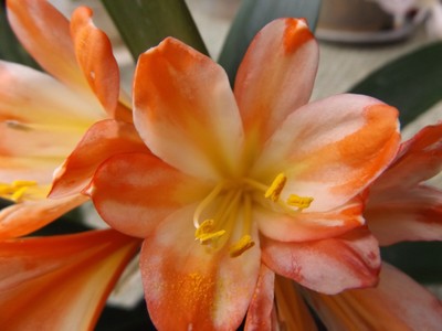 Clivia Miniata White Lips x White Lips blooming size plant | eBay