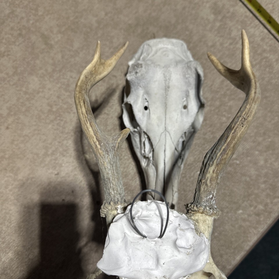 2 Whitetail Deer European Mount Antler Horns Skull Antlers | eBay