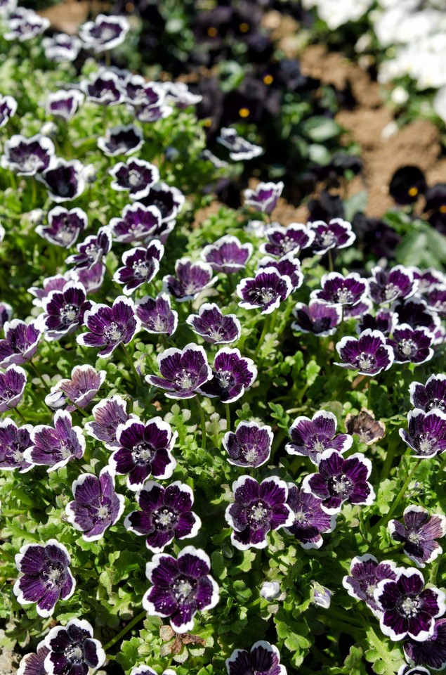 50 PENNIE BLACK - NEMOPHILA Discoidalis Penny White Flower Seeds *Comb ...