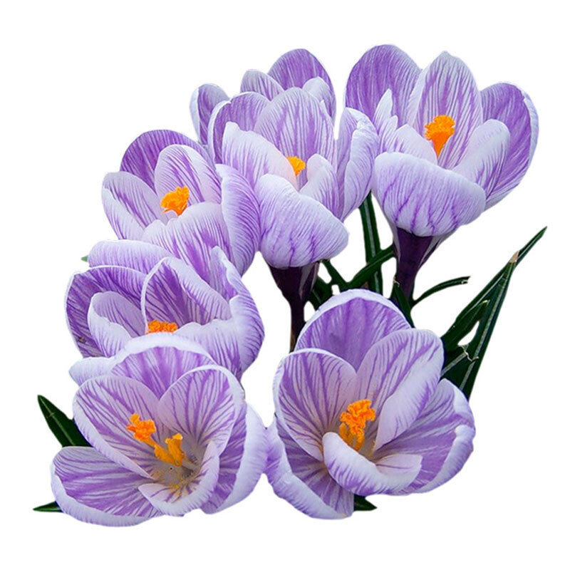 20 EXOTIC RARE CROCUS SEEDS for garden flower beds plant bush USA ...
