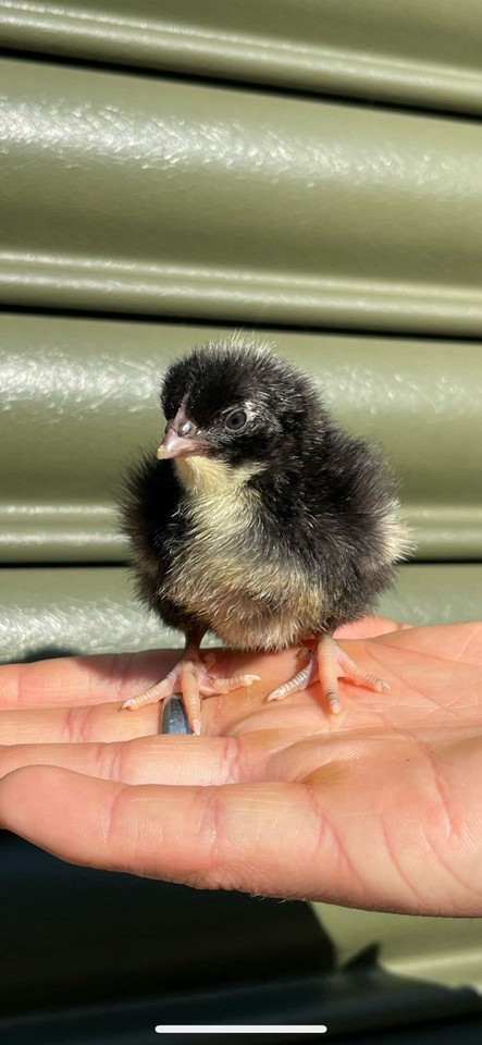 6X Cuckoo Maran Bantam Eggs Exhibition Quality | eBay UK