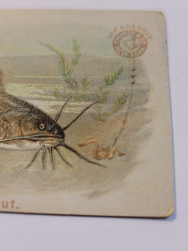 Vintage Antique Arm & Hammer Horned Pout Fish Card #3 1900 Church &Co ...