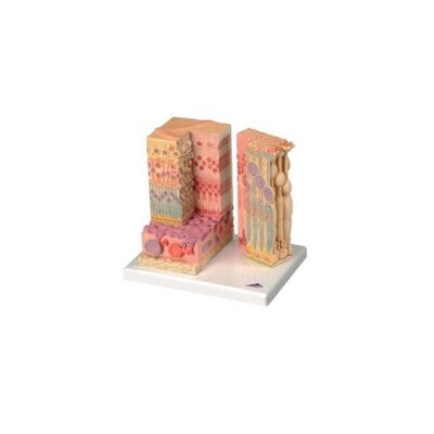 3B Scientific Anatomical F16 MICROanatomy Human Eye model - Smart ...