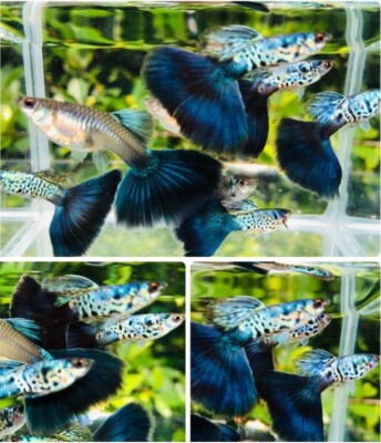 1 TRIO - Live Aquarium Guppy Fish High Quality - GALAXY BLUE TAIL | eBay