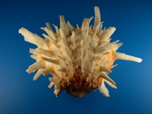 Spondylus princeps, Excellent Color, 138mm, Mexico Shell G360 | eBay