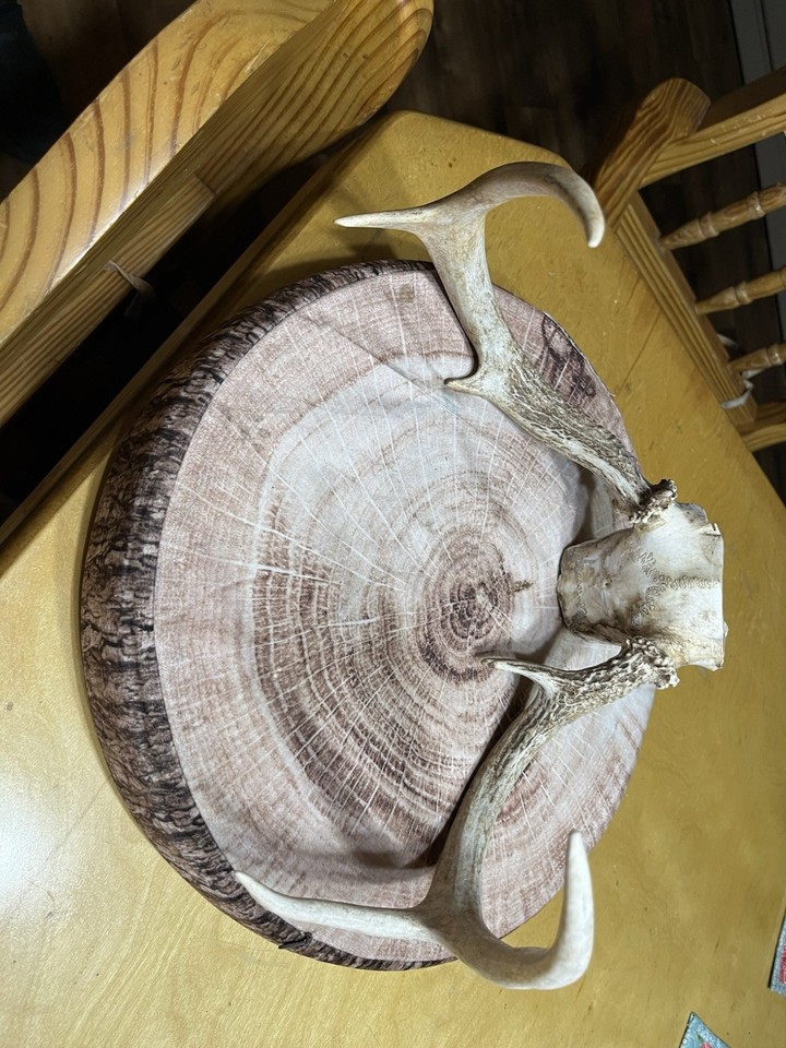 WHITETAIL DEER ANTLER SET-6 PONT W/SMALL SKULL PC. ATTACHED-SPECIES ...