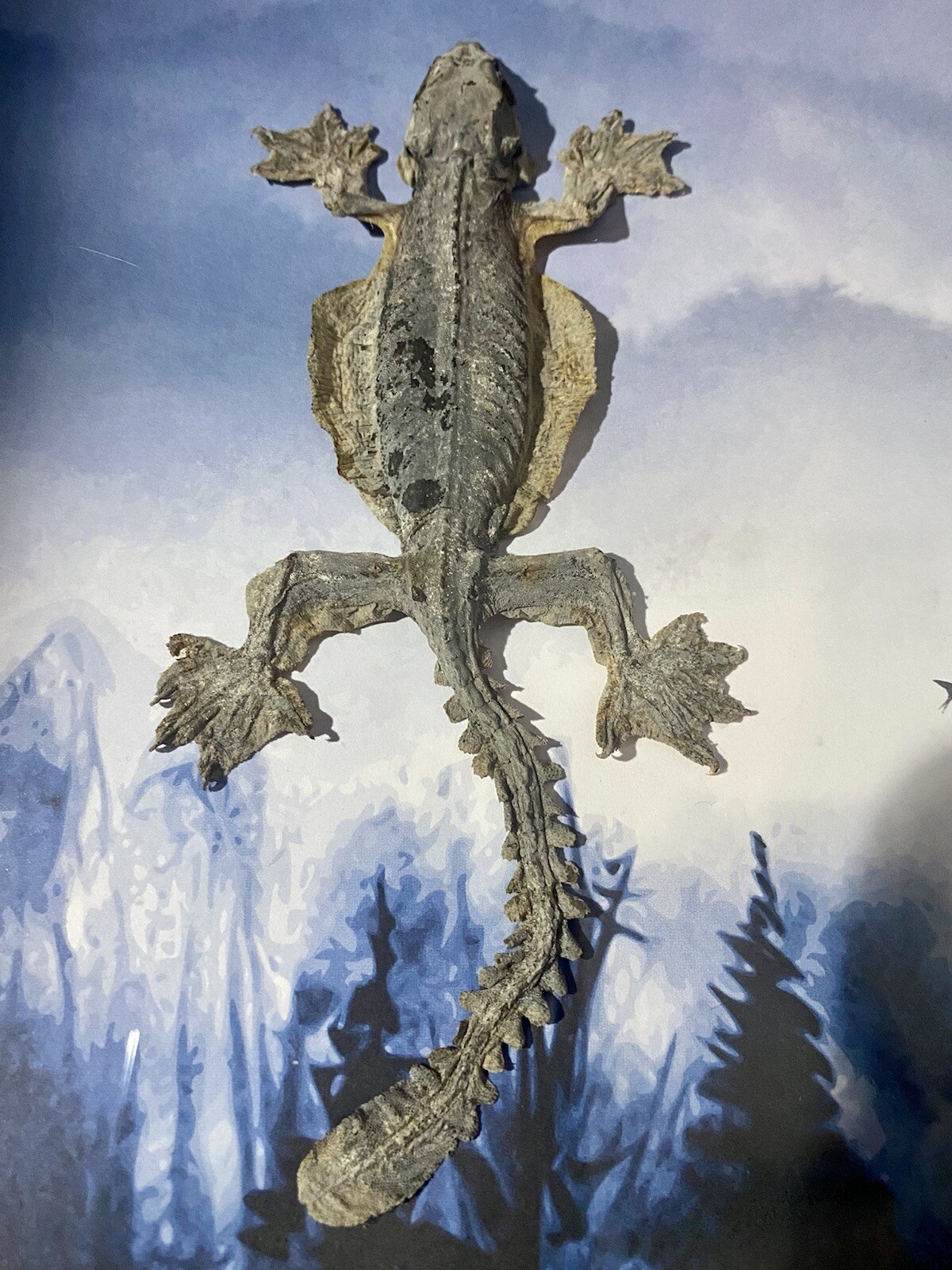 Southeast Asian Kuhl’s Flying Gecko Shadow Box 1 | eBay