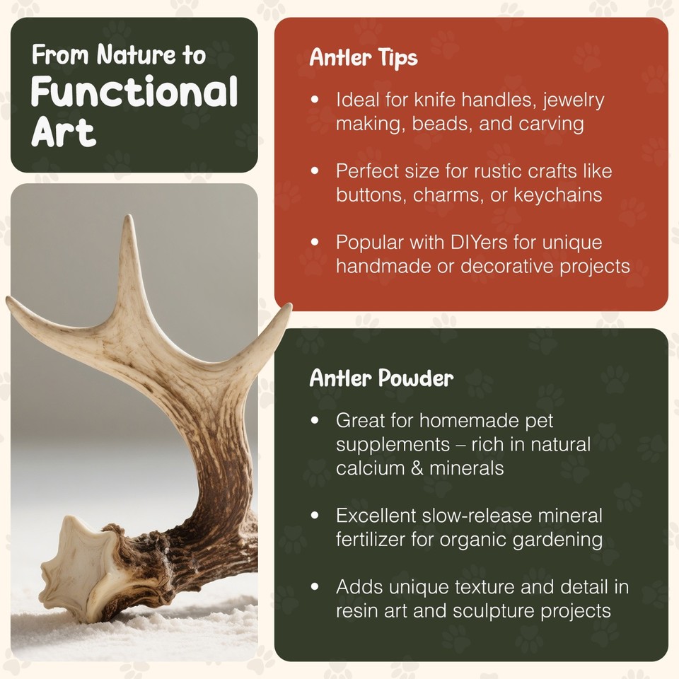 Moose Antlers – Grade C Naturally Shed – Rustic Decor, Dog Chews ...