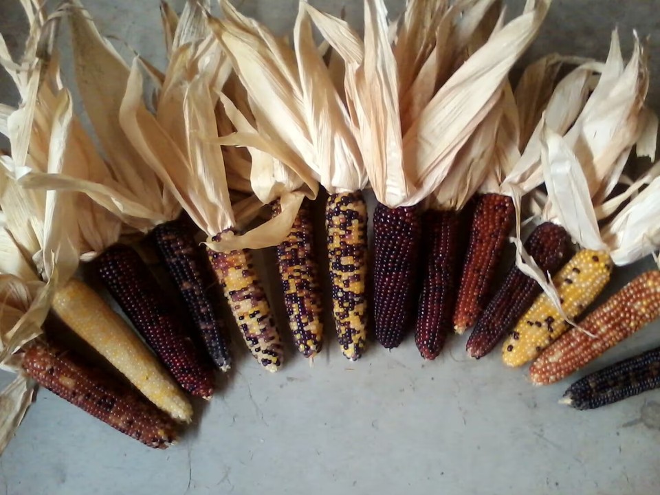 Mini Indian Corn, 4" to 5" Length, 10, 20, 30 and 50 count, FREE ...