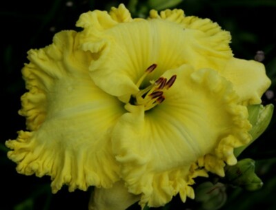 NEW DAY SUNSHINE Daylily Live Plant - Shocking Flower - FREE SHIPPING ...