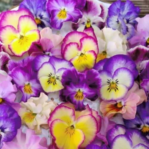 150+ Pansy Seeds (Viola) - Fragrant, Flower Seeds, Annual Seeds, Garden ...