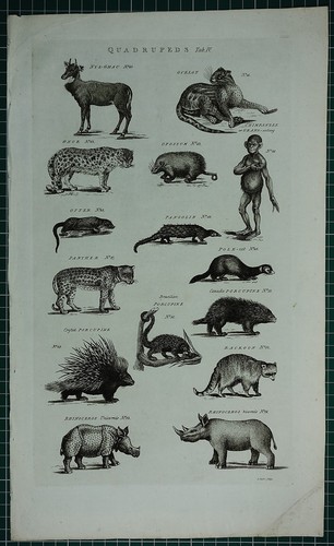 1786 Print ~ Quadrupeds Rhino Porcupine Panther Otter Ocelot | eBay