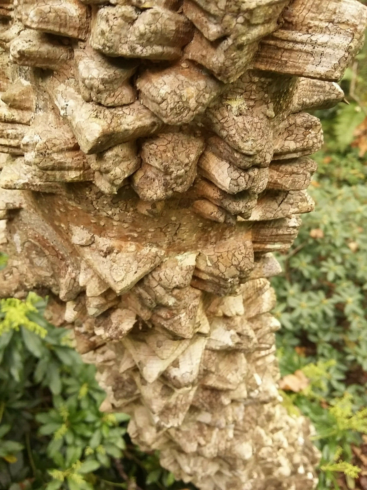 LEMON PEPPER, Andaliman, Zanthoxylum acanthopodium hardy herb shrub or ...