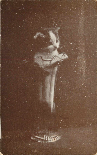 Postcard Kitten in a Vase Cat Divided C. 1910 | eBay