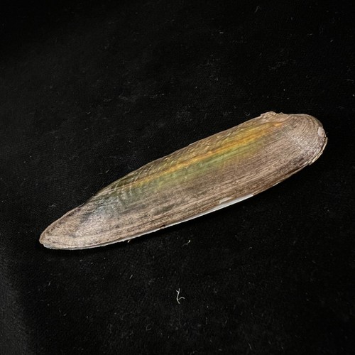 Fresh water Lanceolaria grayii, China, 87,2mm, F+, NICE! | eBay