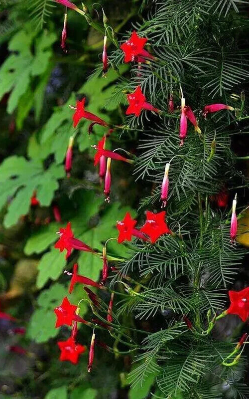 Rare Red Cypress Vine 25 Seeds, Cardinal Creeper (Ipomoea quamoclit ...