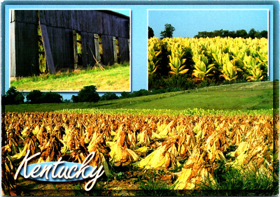 Postcard Kentucky Burley Tobacco Multi View Showing Tobacco Processing ...