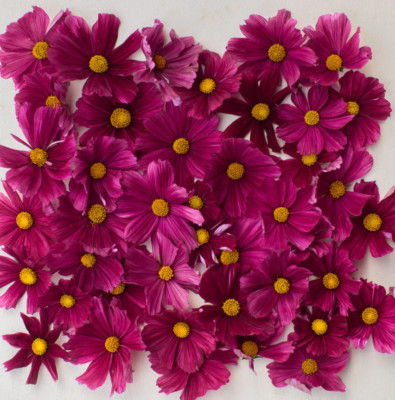 Cosmos RUBENZA Unique Ruby Color Pollinators Dwarf Butterflies Non-GMO ...