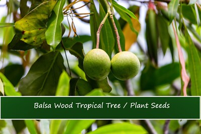 Tropical Seeds-Balsa Wood Tree- 20 seeds-Ochroma lagopus | eBay