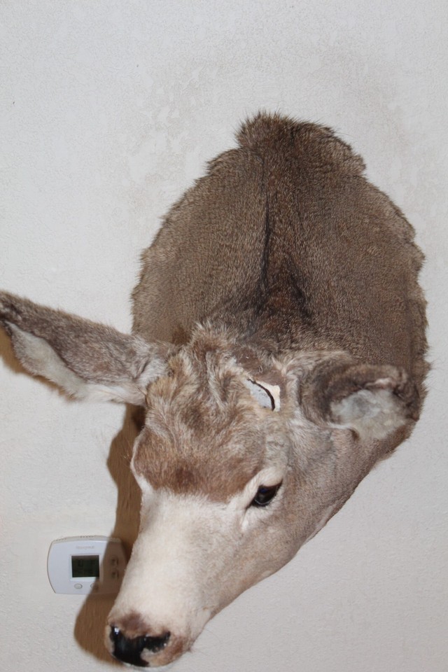 Mule Deer Head Shoulder Mount Taxidermy Mount Antler Hunt Whitetail ...