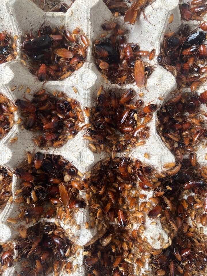 Red Runner Roaches Reptile Food Live Feeders Free Shipping | eBay