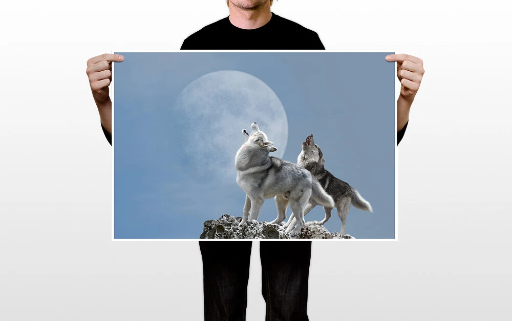 Two Wolves Howling At The Moon Together